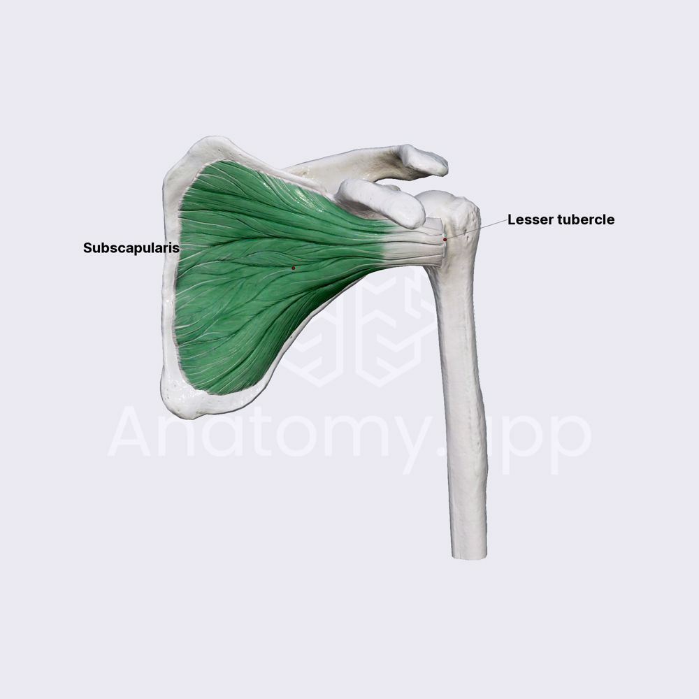 Subscapular Fossa Subscapularis | Anatomy.app