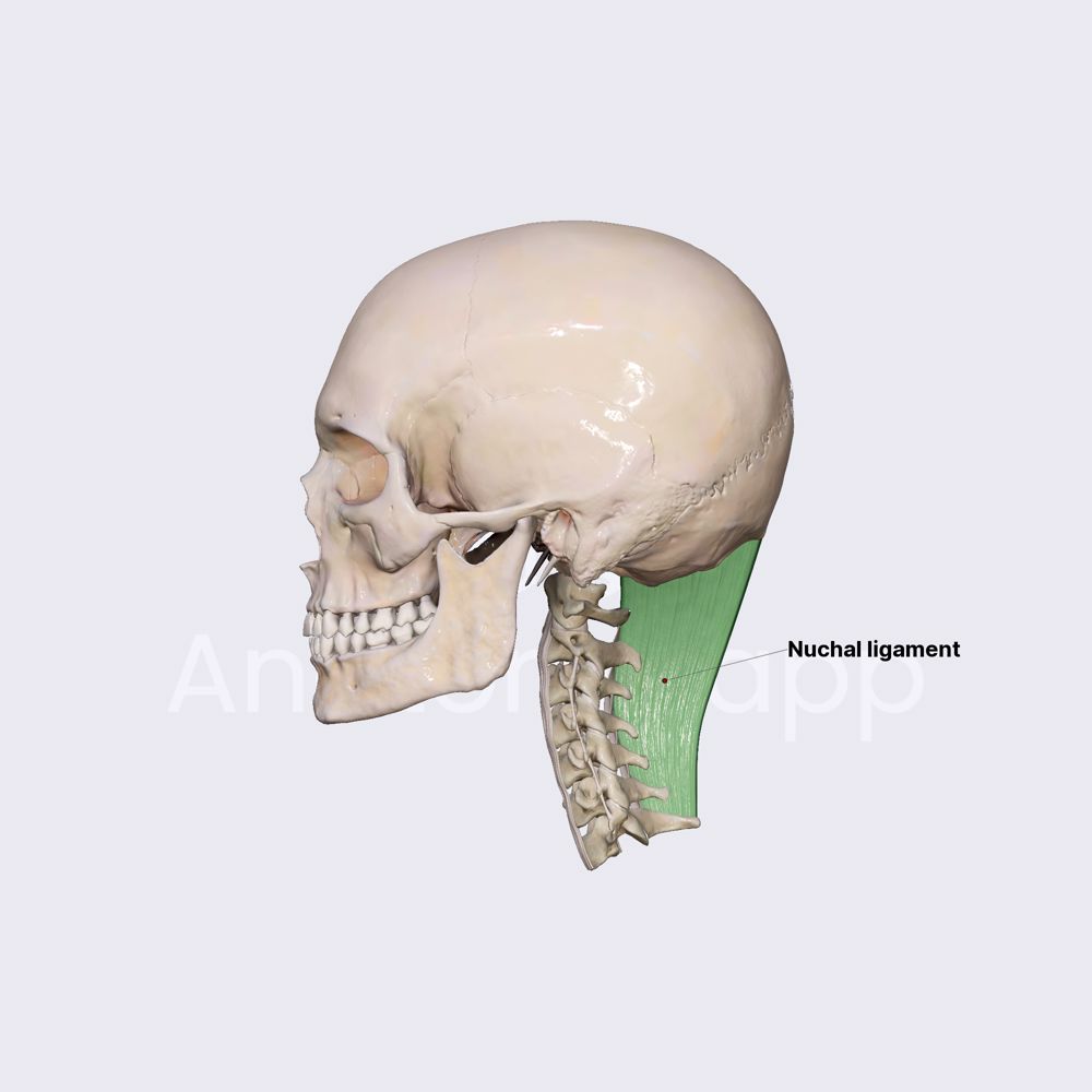 Ligamentum Nuchae Nuchal Ligament