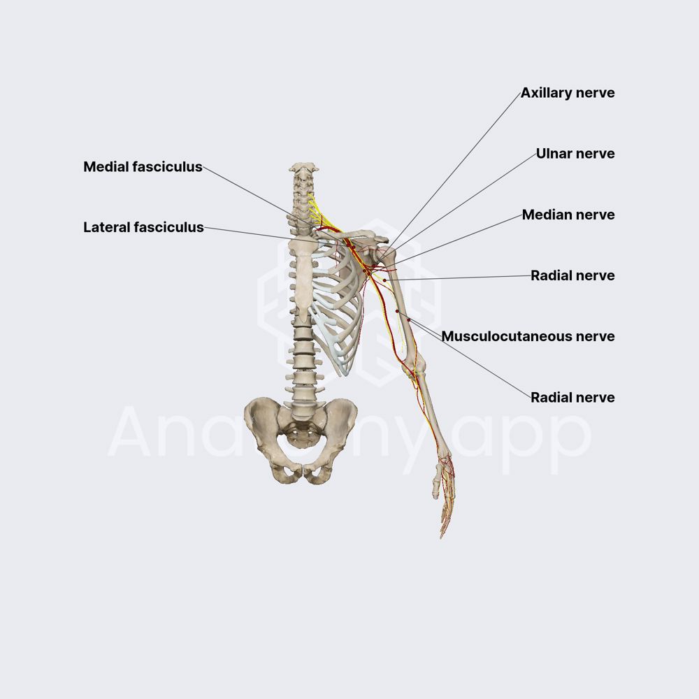 Brachial Plexus Anatomy Model
