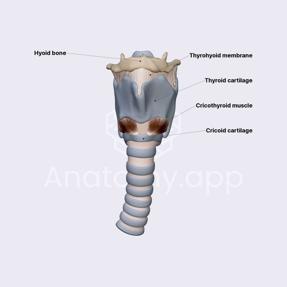 Larynx Muscle Anatomy
