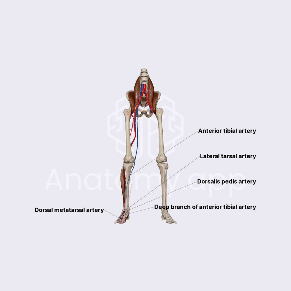 Anterior Tibial Artery Anterior Tibial Artery – Easy Anatomy 3D