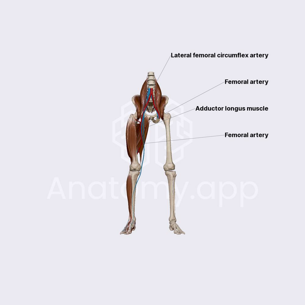 Diagram Pictures Femoral Artery And Its Branches Exposure Of The