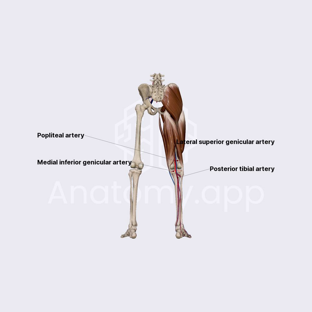 Anatomy Of Popliteal Artery Popliteal Artery Entrapment Syndrome