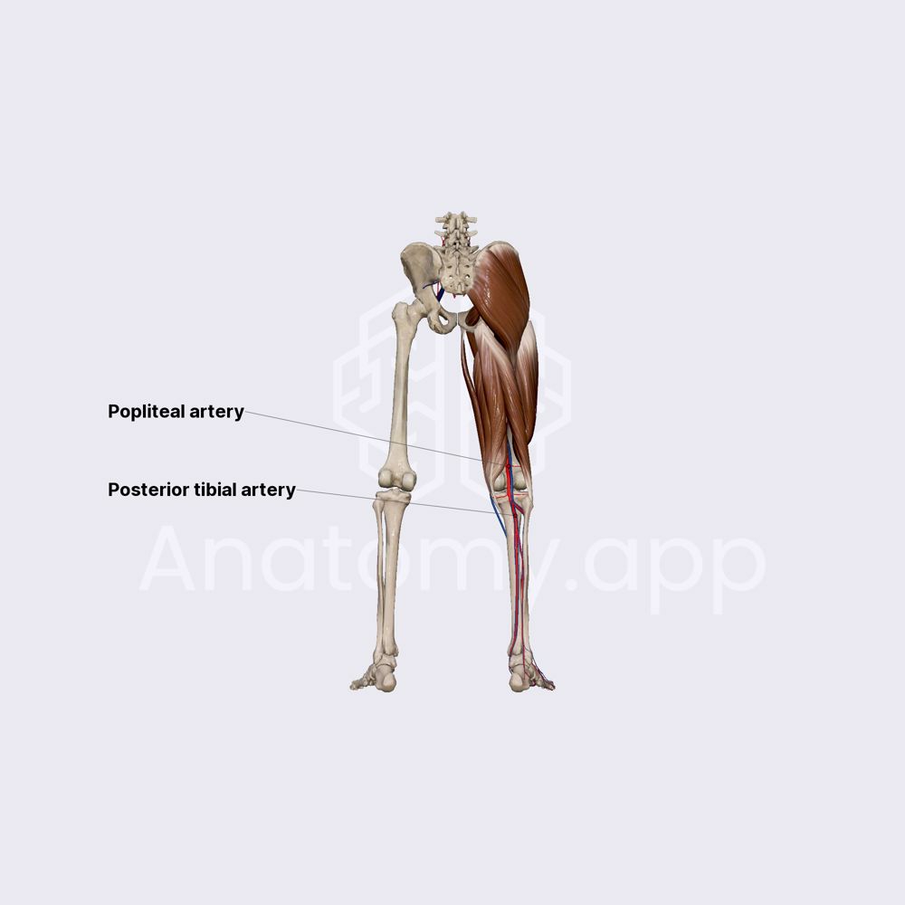 Popliteal Artery Anatomy Branches Location And Course The Common Iliac