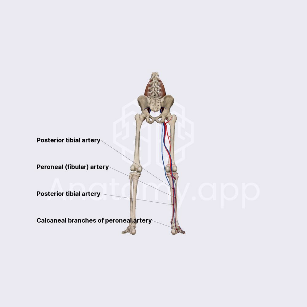 Posterior Tibial Artery Int J Clin Pediatr