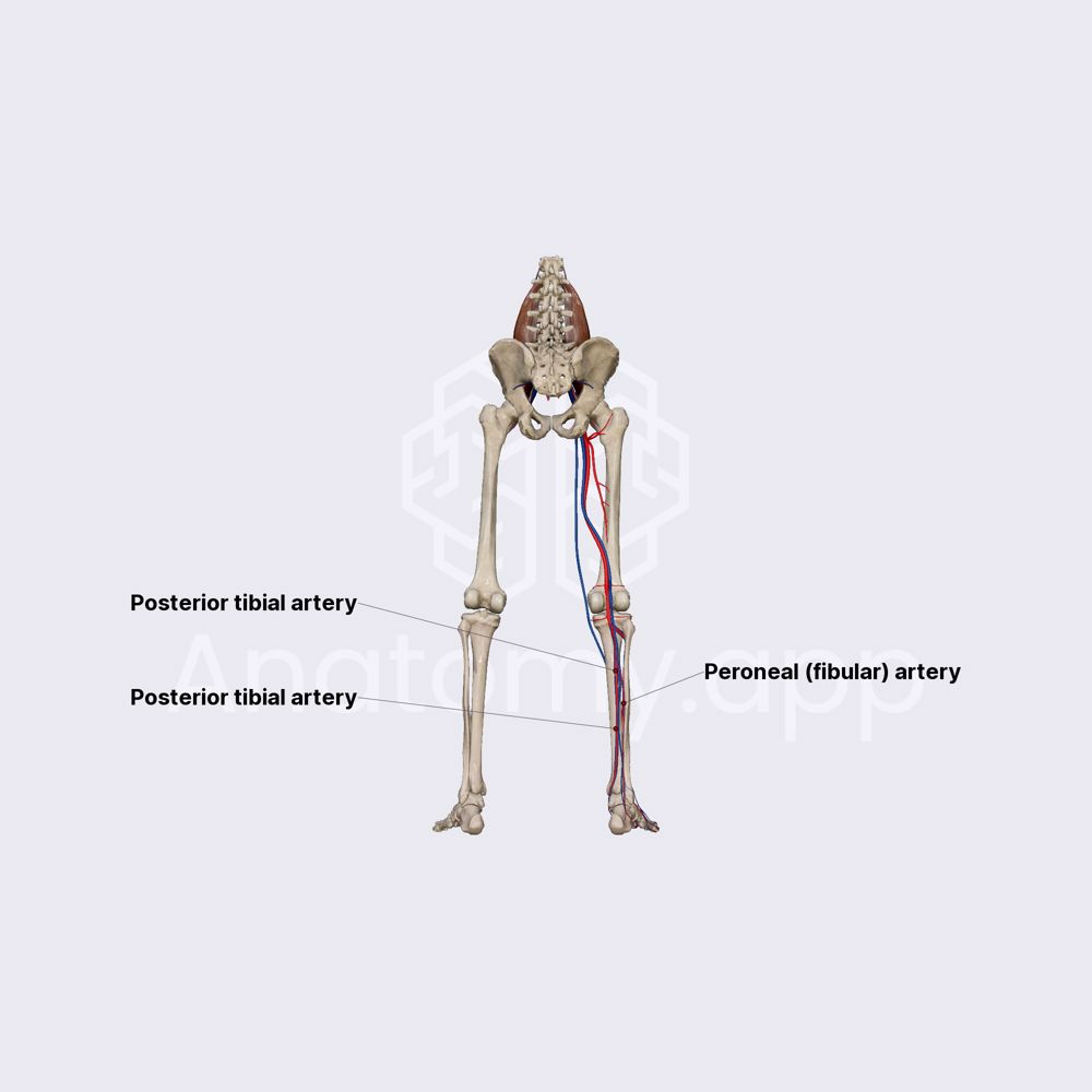 Tibialis Posterior Artery The Posterior Tibial Artery Of