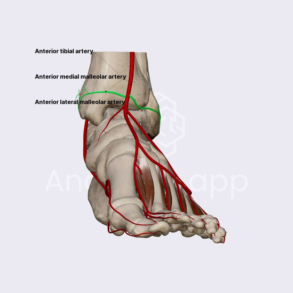 Anterior Tibial Artery Model