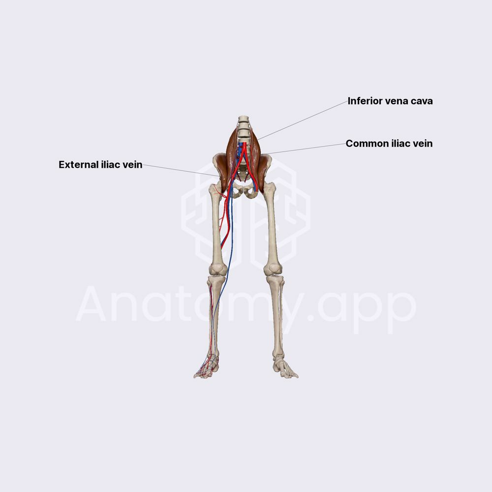 Anatomy Of Lower Extremity Veins
