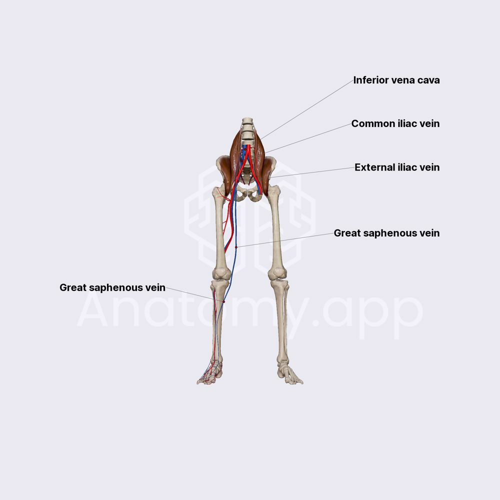 Great Saphenous Vein Anatomy