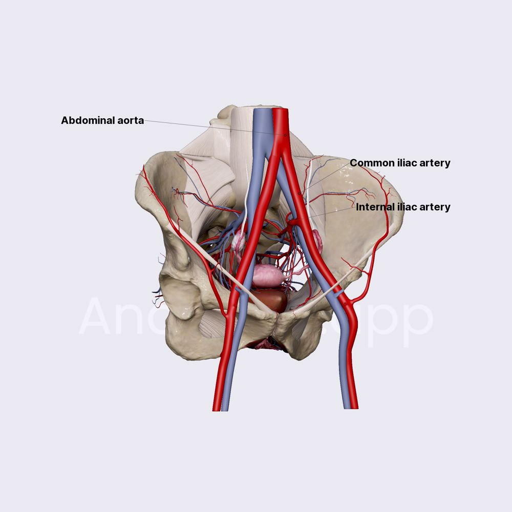 Internal Iliac Artery Angiographic Anatomy Of The Male Pelvic Arteries