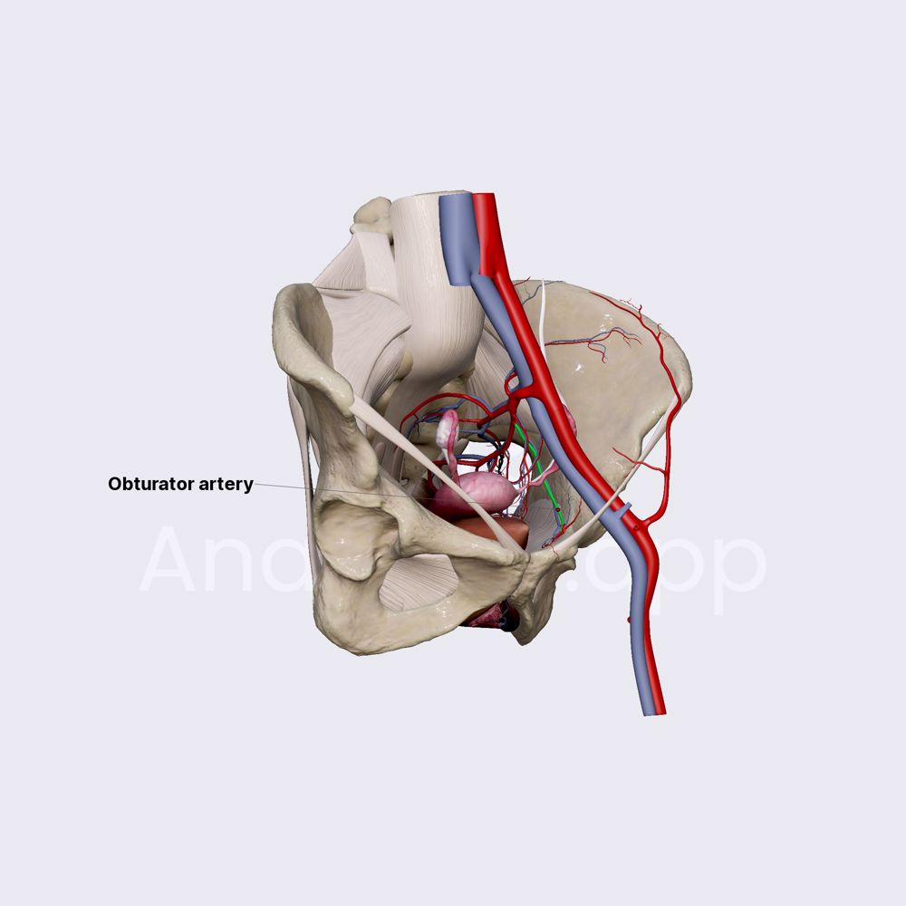 Obturator Artery Anatomy. Pelvis, Internal Epigastric & Obturator