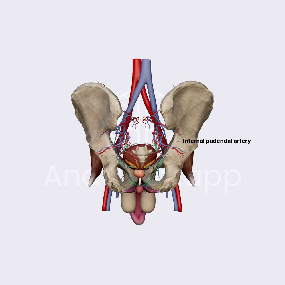 Arteria Pudenda Interna