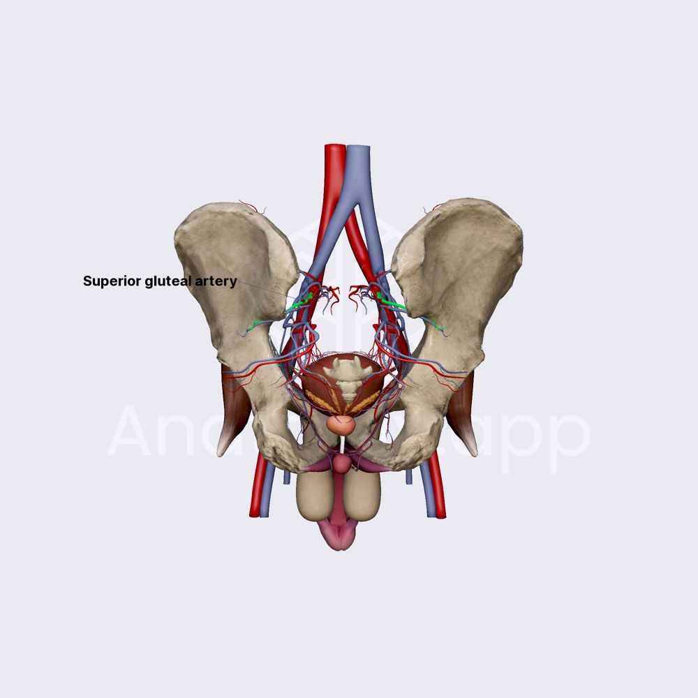 Gluteal Arterie Superior