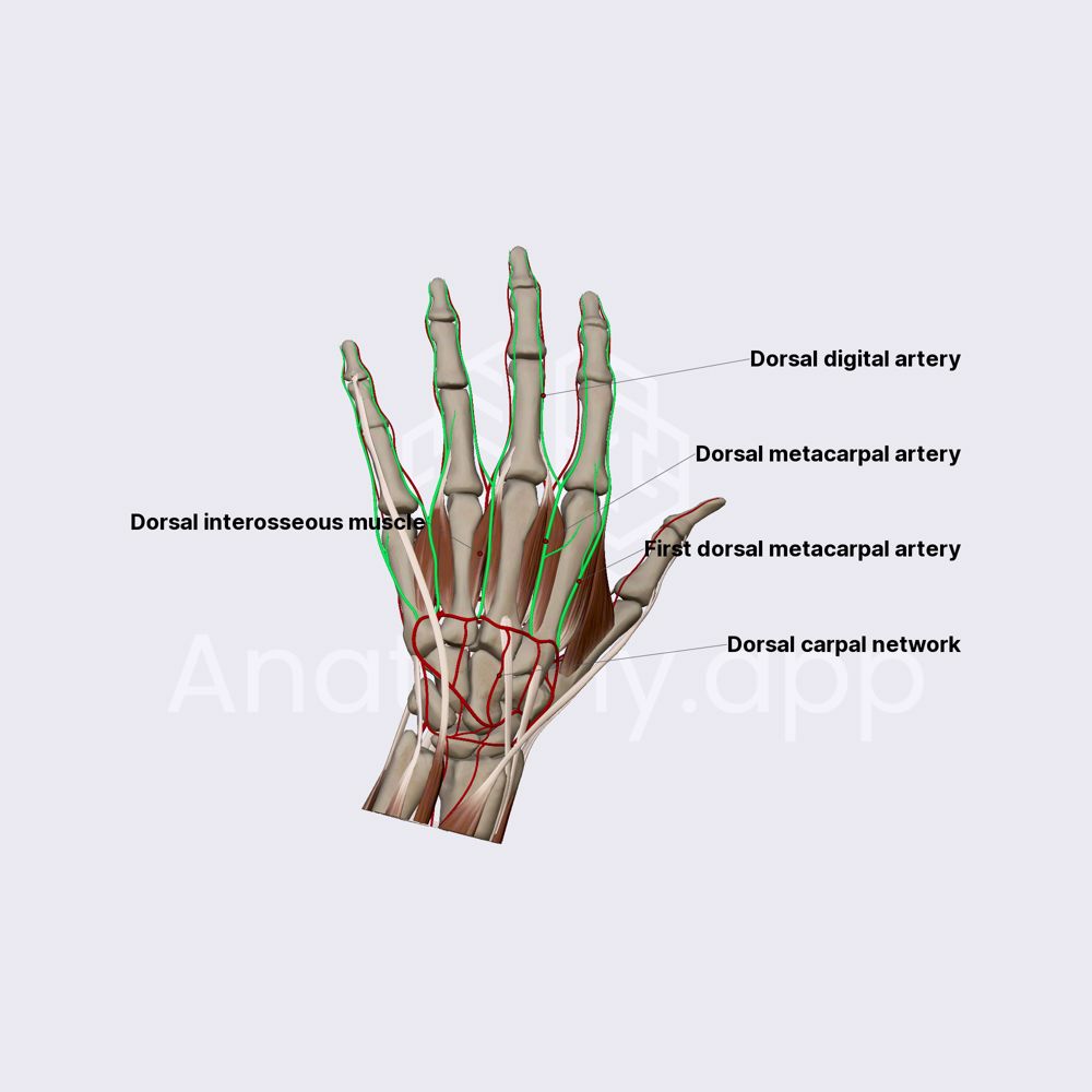 Dorsal Metacarpal Frontiers | Anatomical Characteristics Of Cutaneous