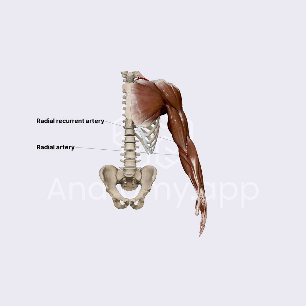 Anatomy Radial Artery
