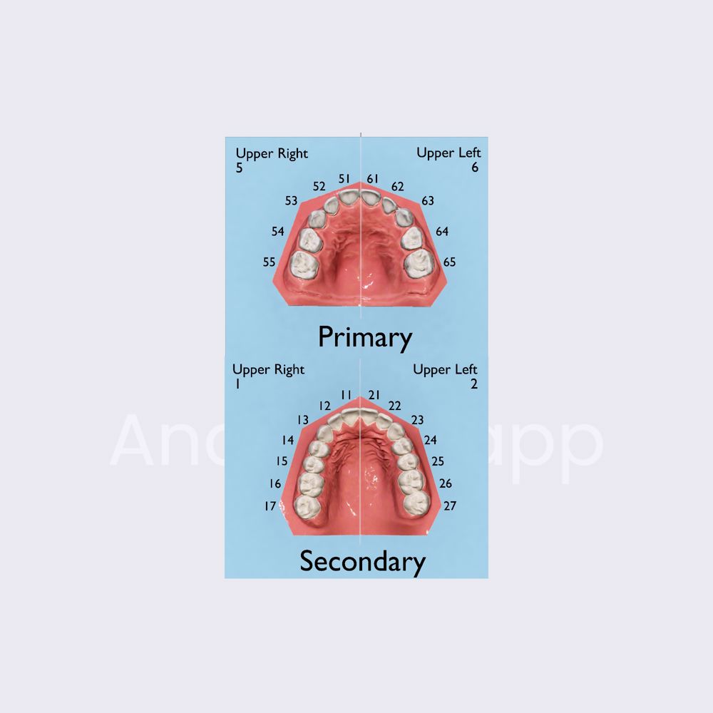 Orthodontic Teeth Numbering System Palmer Fdi Universal System