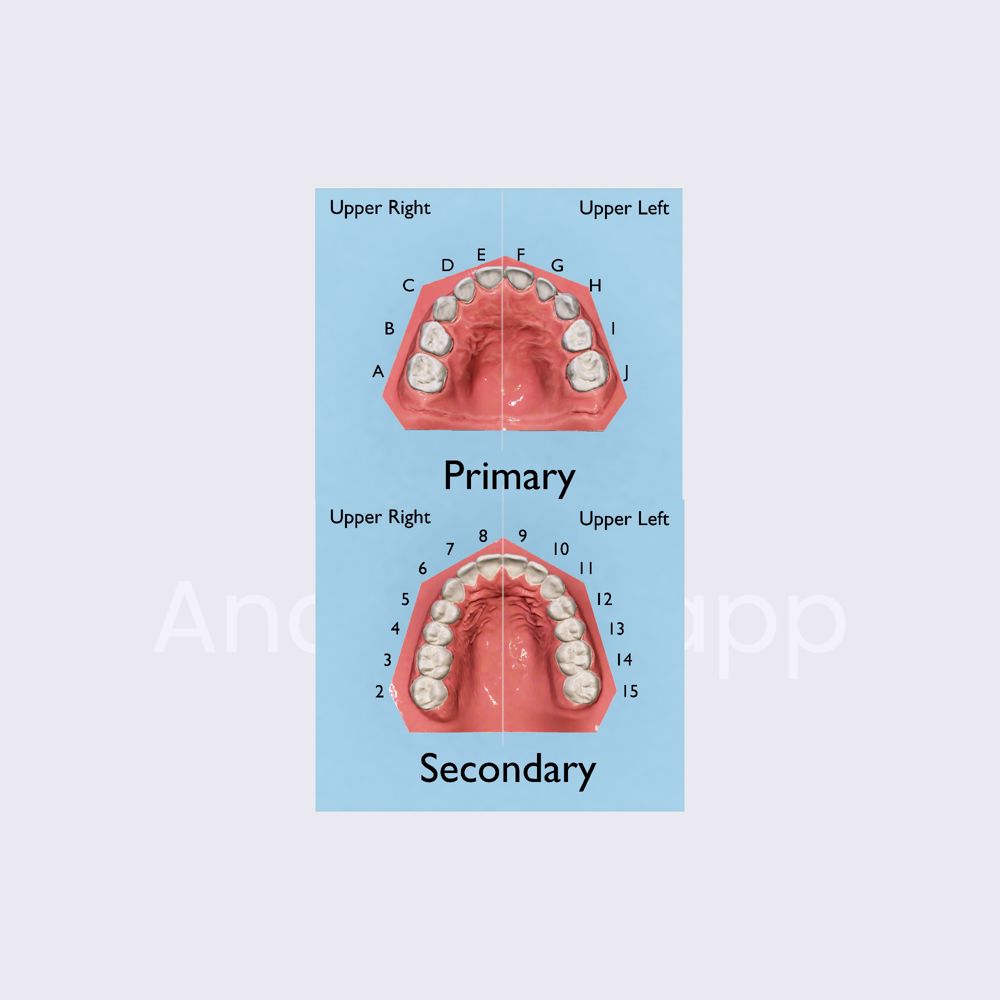 Universal Tooth Numbering