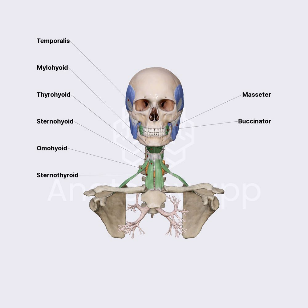 Muscles Of Mastication Anatomy Masseter AnatomyZone