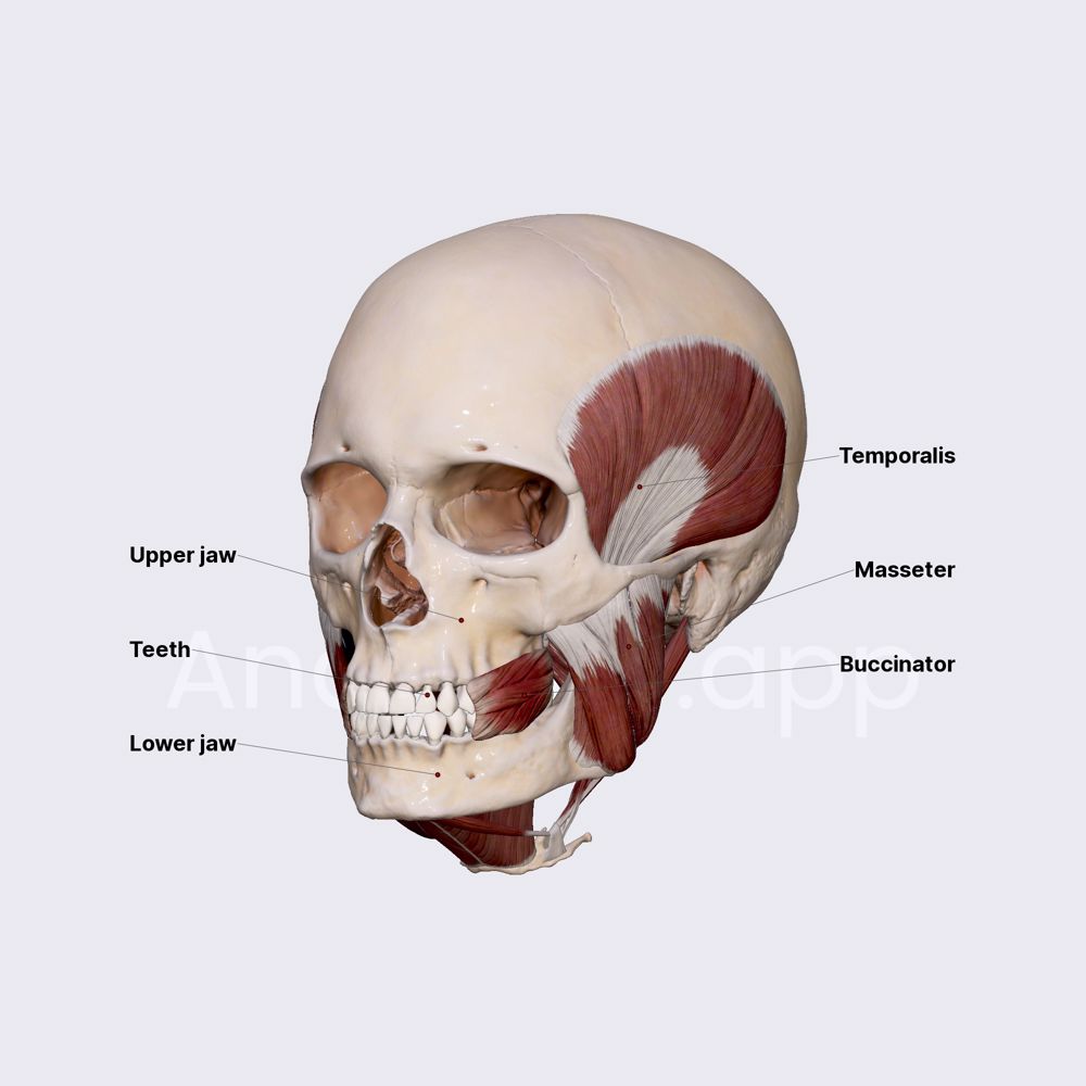 Anatomy Of Human Jaw
