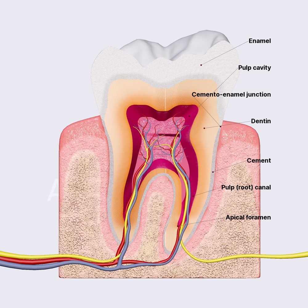 Anatomy Of The Tooth