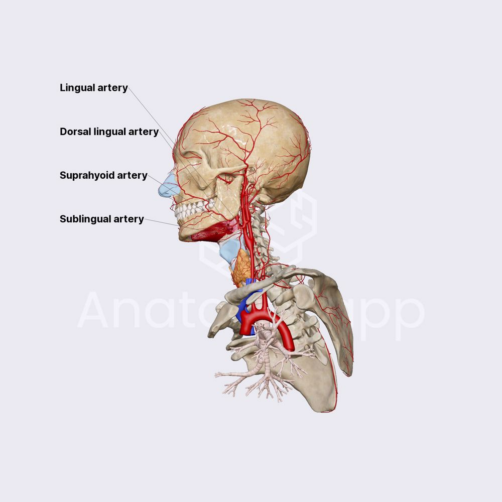Lingual Artery And Nerve Oral Cavity StudyBlue