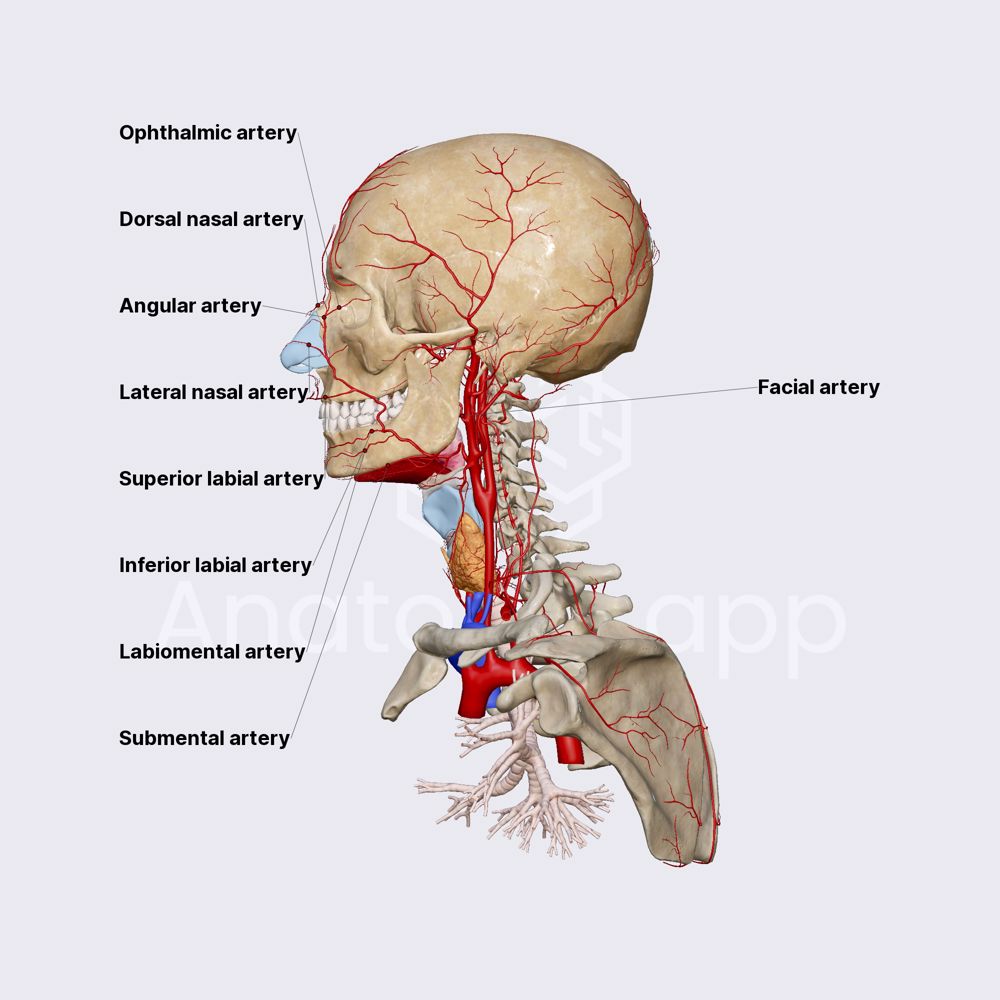 Arteria Nasal Dorsal Nasal Dorsum Rotation–Transposition Flap