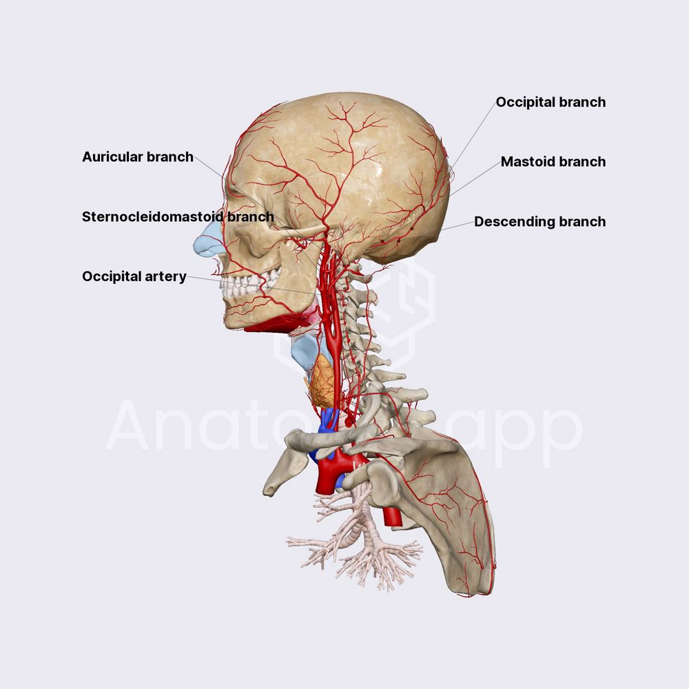 Occipital Artery Foramen Blood Supply To The Brain: Anatomy Of