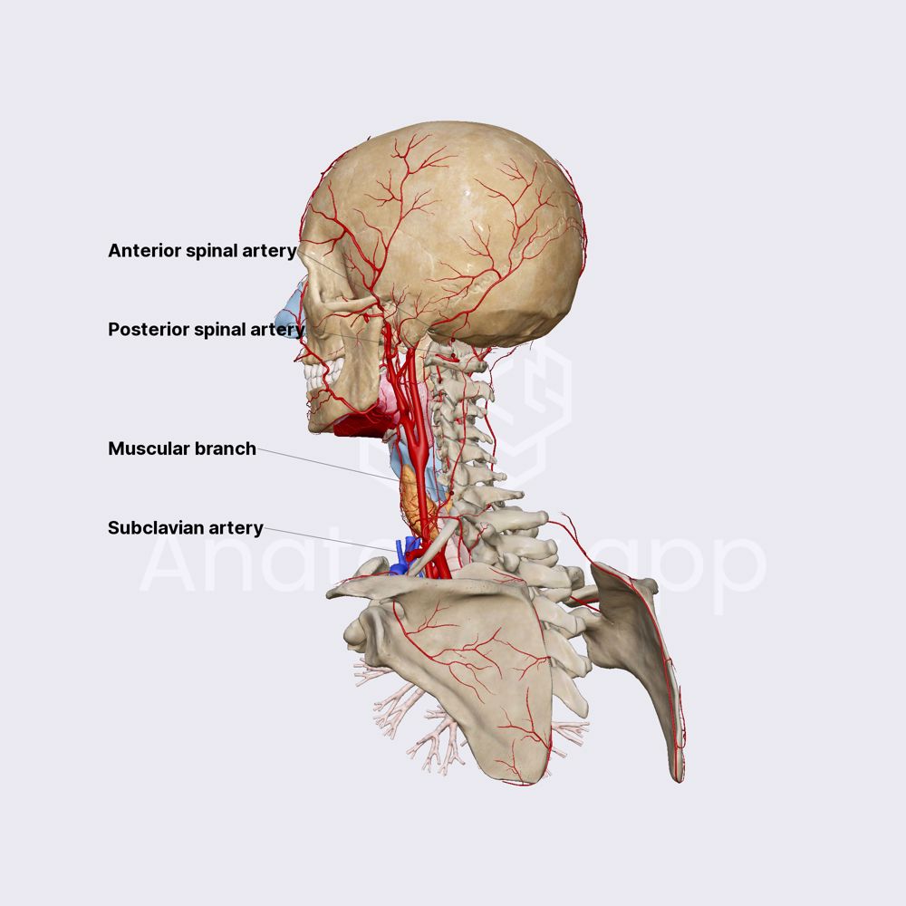 Vertebrobasilar System Anatomy