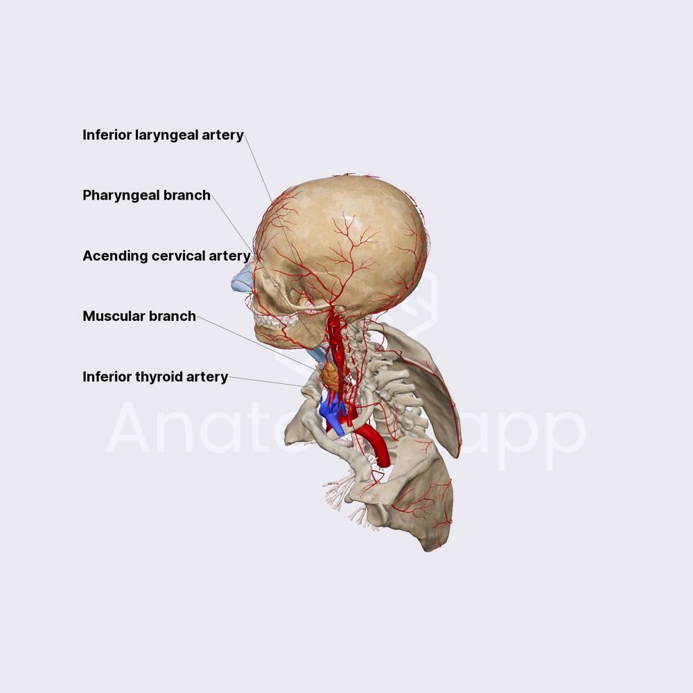 Inferior Thyroid Artery Cadaver