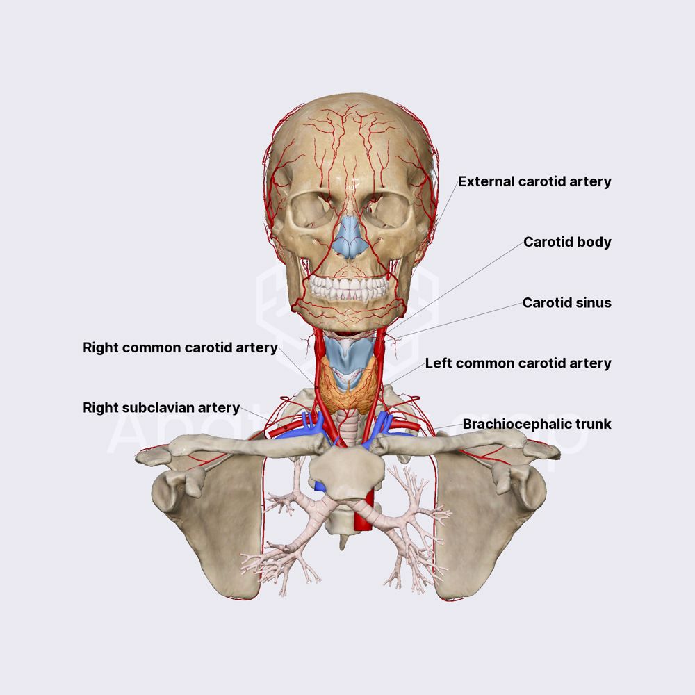 Anatomy Of External Carotid Artery