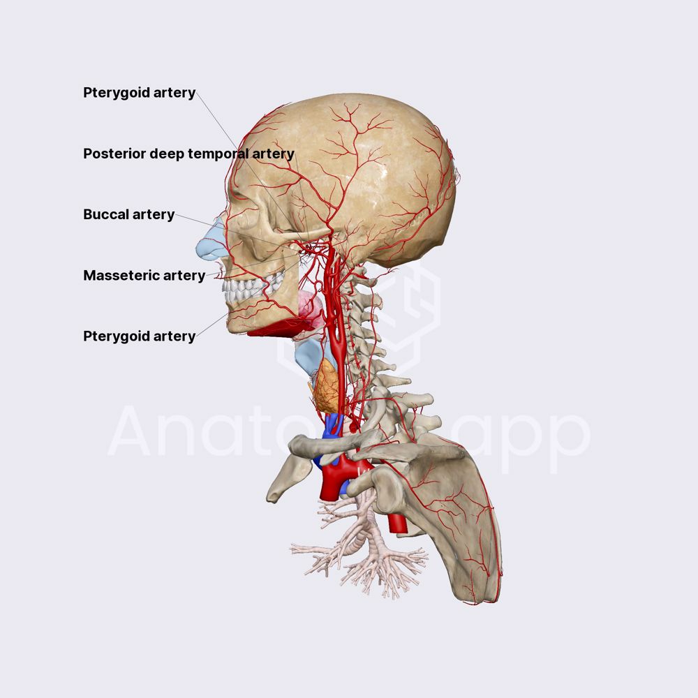 Maxillary Artery