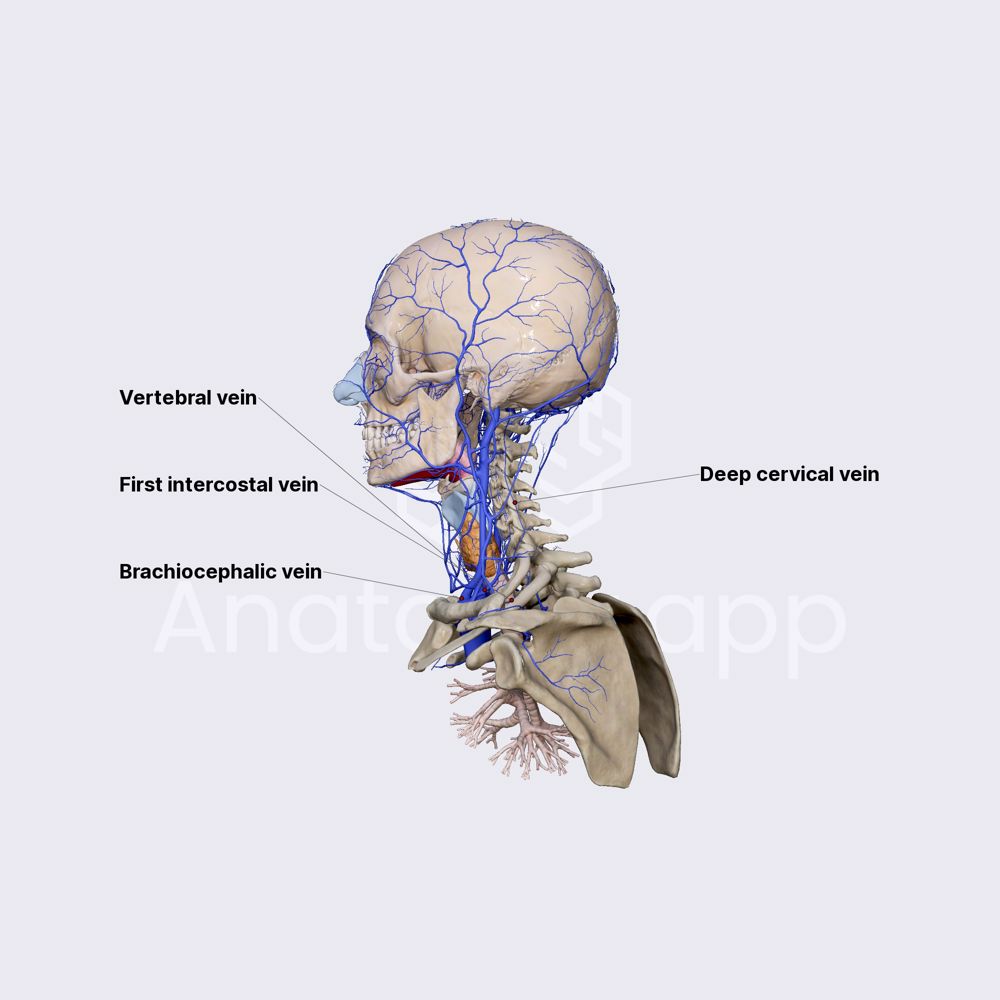 Vertebral Vein Anatomy