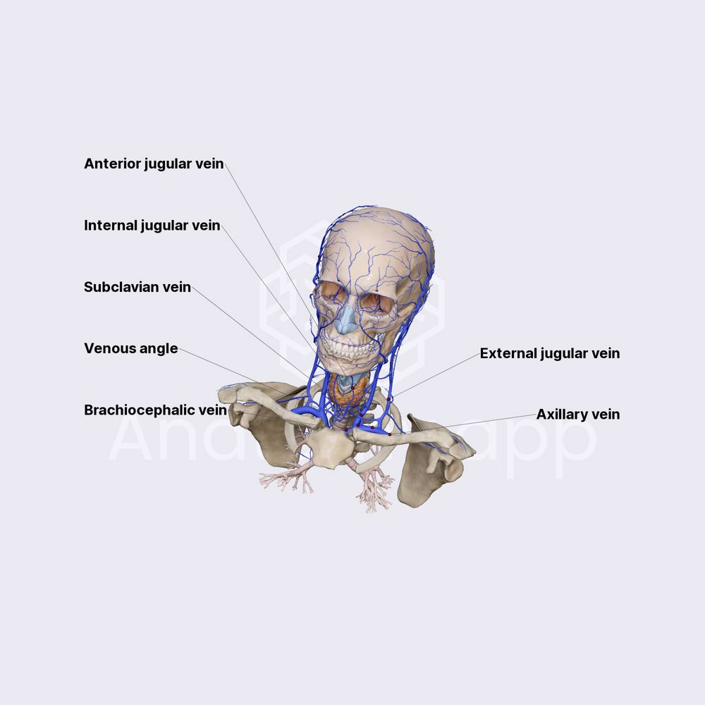 Left Subclavian Vein Thoracic Duct
