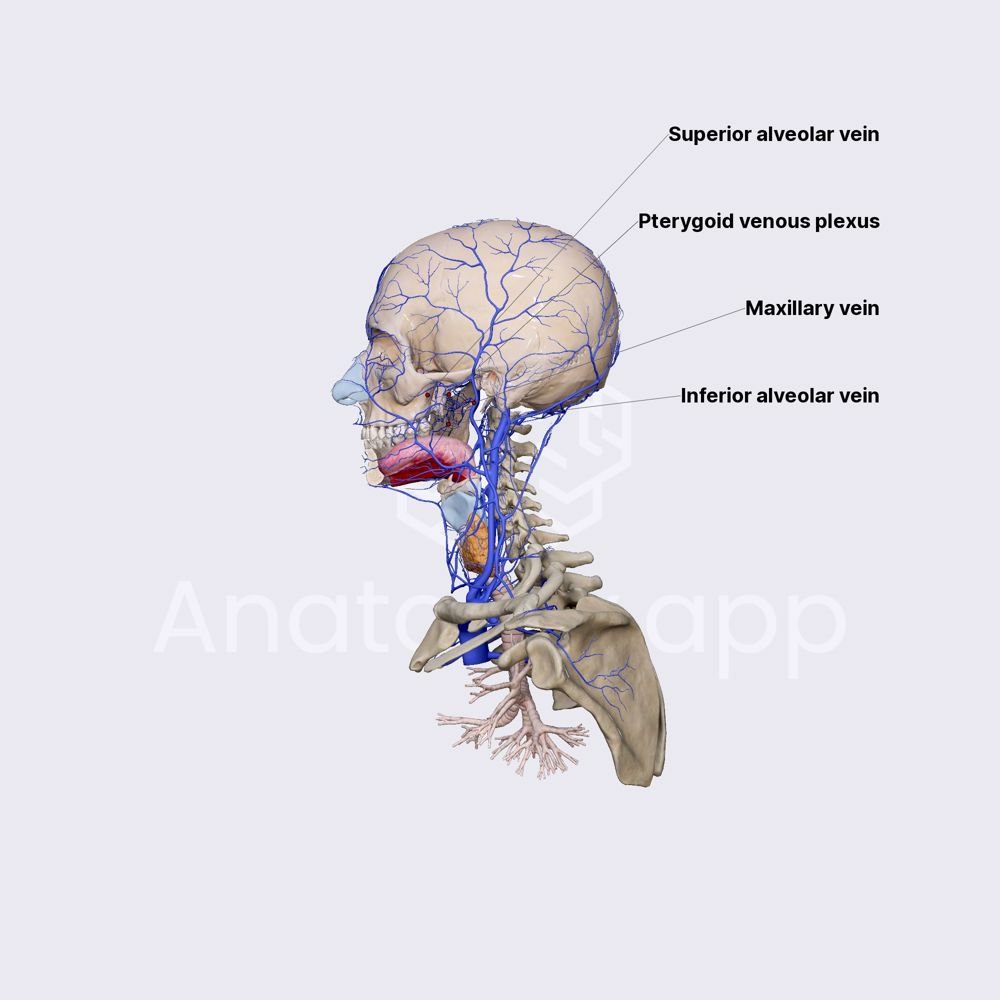 Pterygoid Plexus Cone Beam CT Multiplanar Reconstruction Images