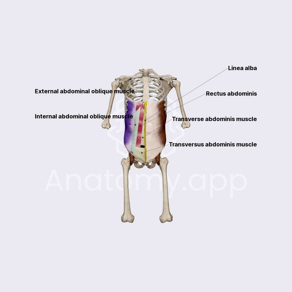 Muscle Diagram Abdomen
