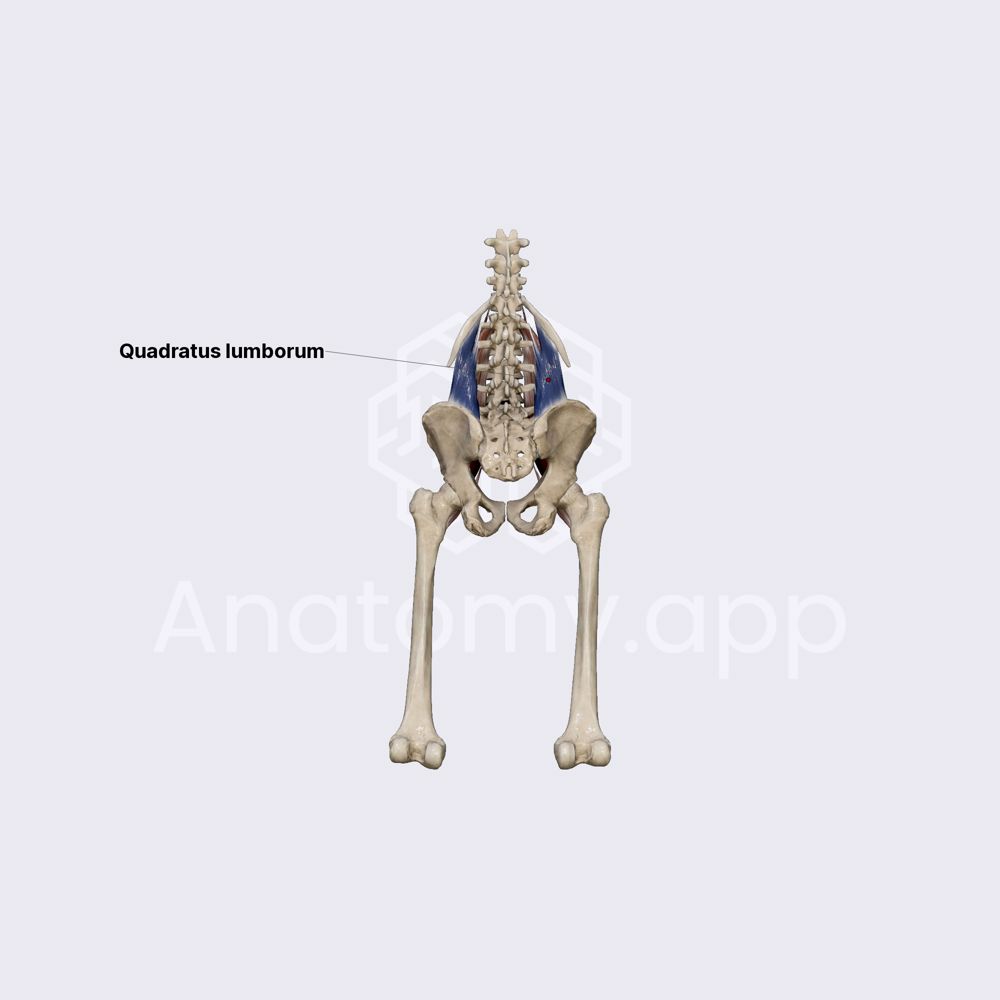 Quadratus Lumborum The Sacroiliac Joint, Sciatica, And Unexplained