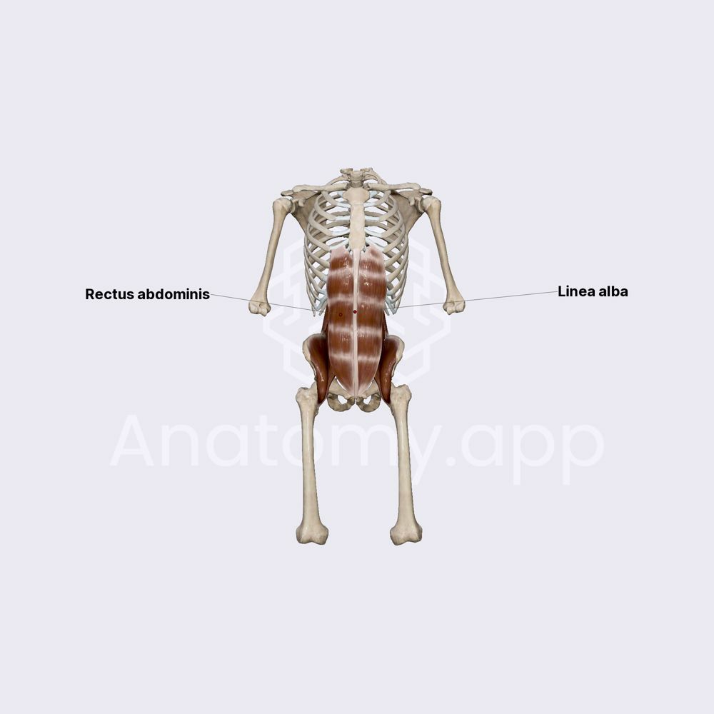 Rectus Abdominis Muscle Transverse Abdominal Muscle Wikipedia
