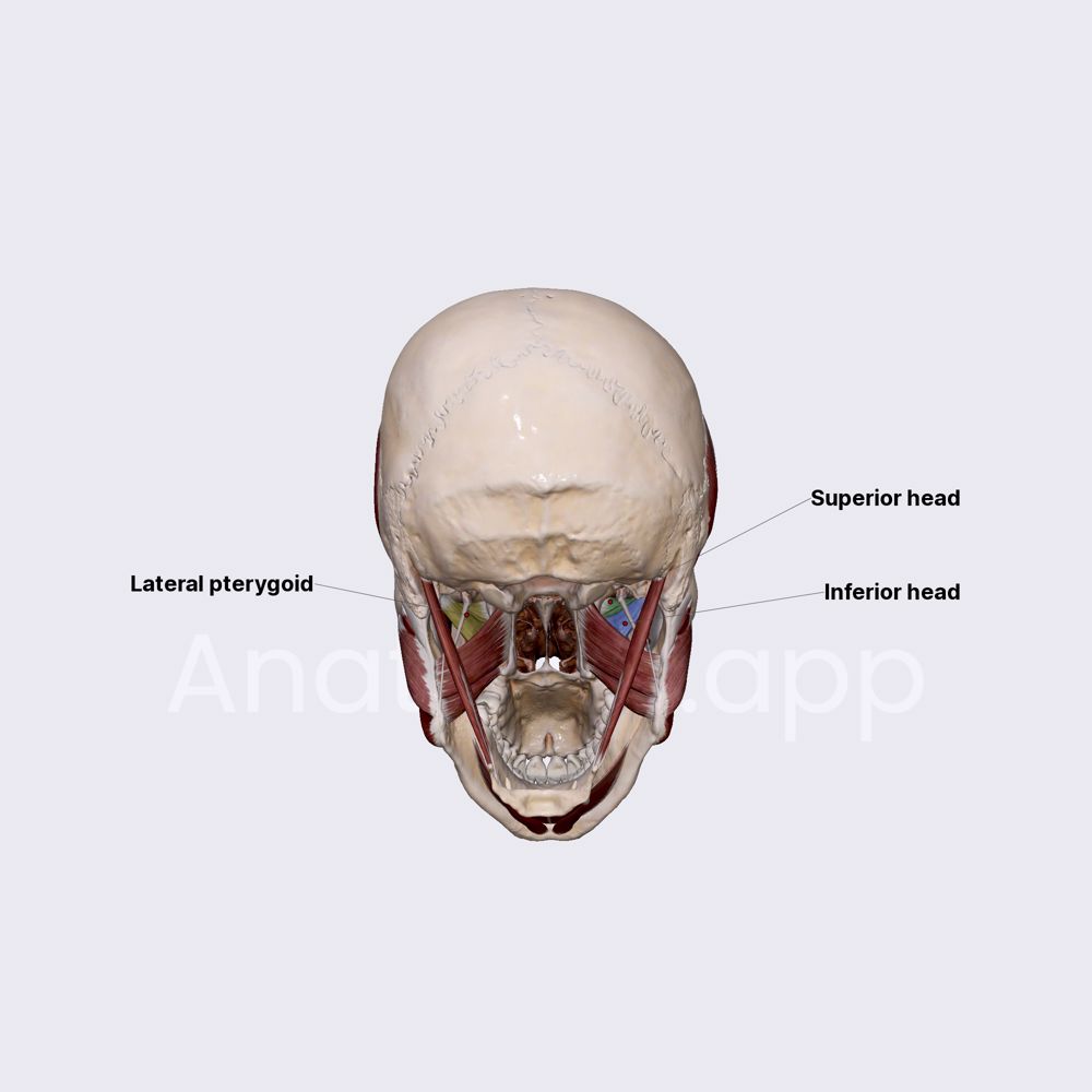 Lateral Pterygoid Muscle Lateral Pterygoid Muscle Archives Samarpan