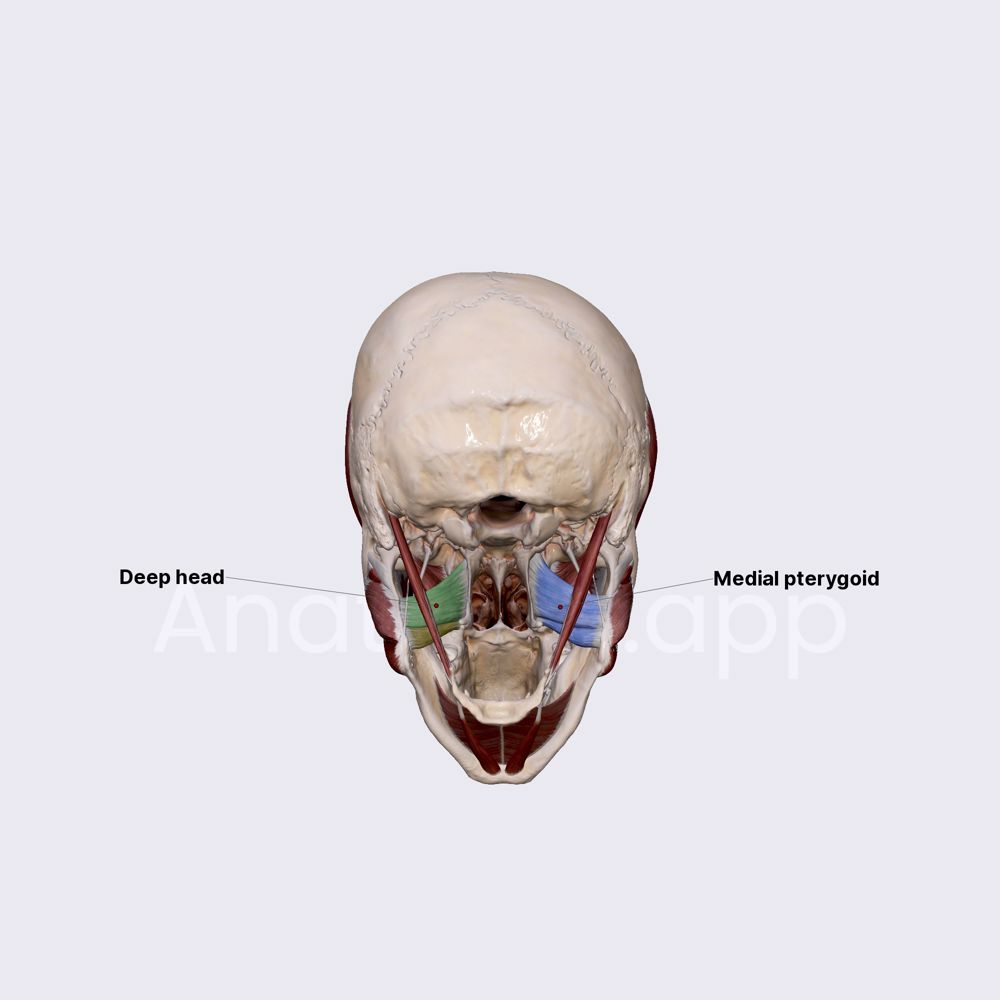 Medial Pterygoid Muscle Medial Pterygoid: Origin, Insertion, Action,