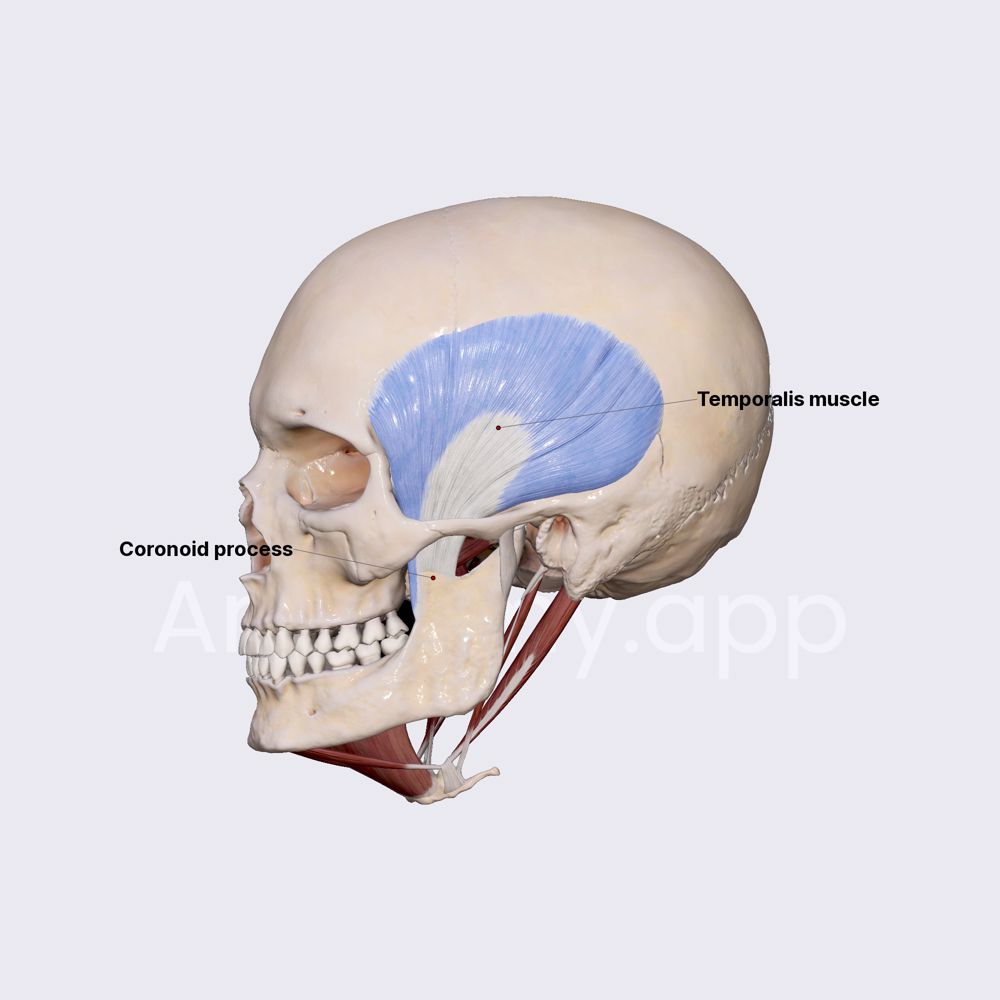 Temporal Process About The CRC 1266 — CRC 1266 Scales Of