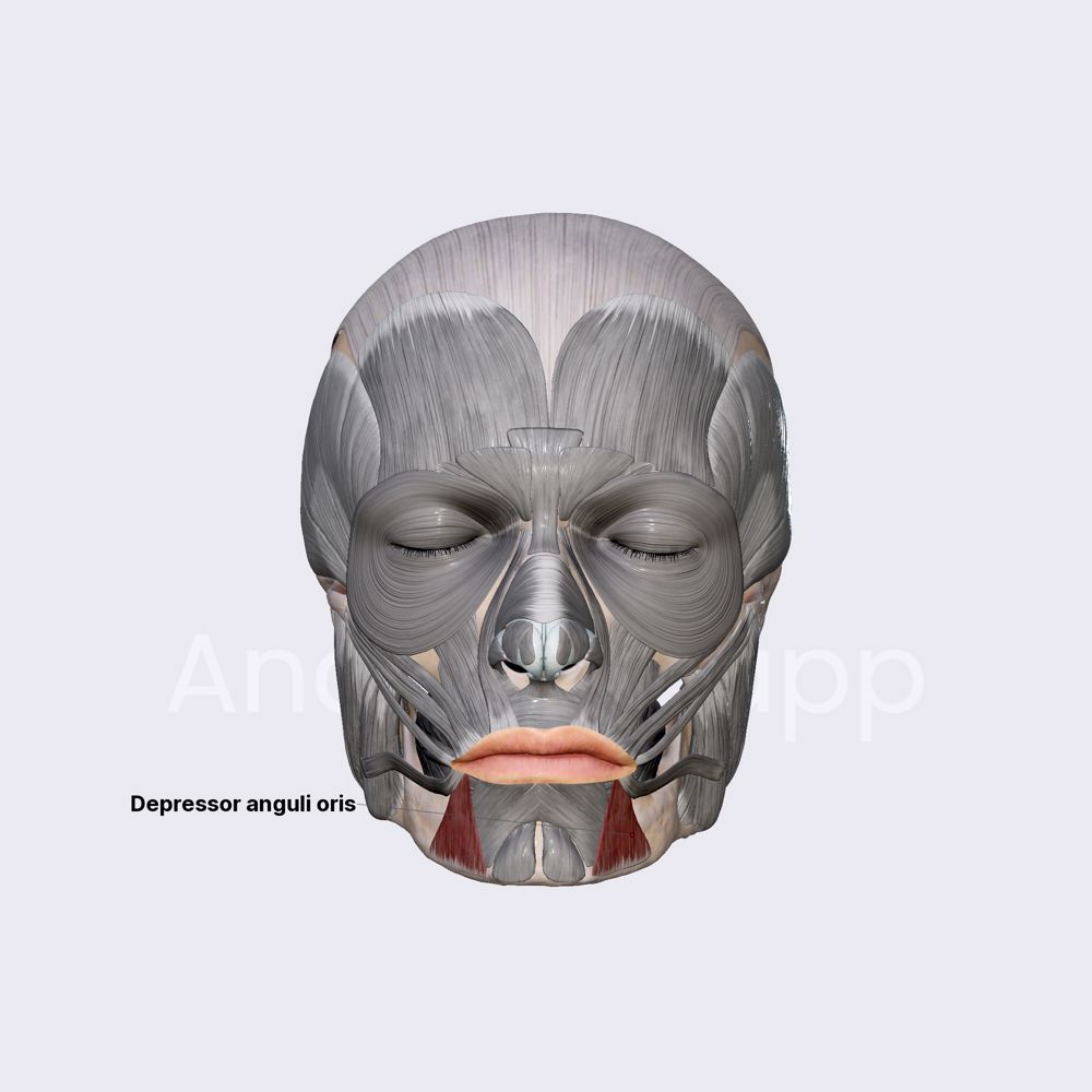 Depressor Anguli Oris Muscle Depressor Anguli Oris Muscle #4 IPhone
