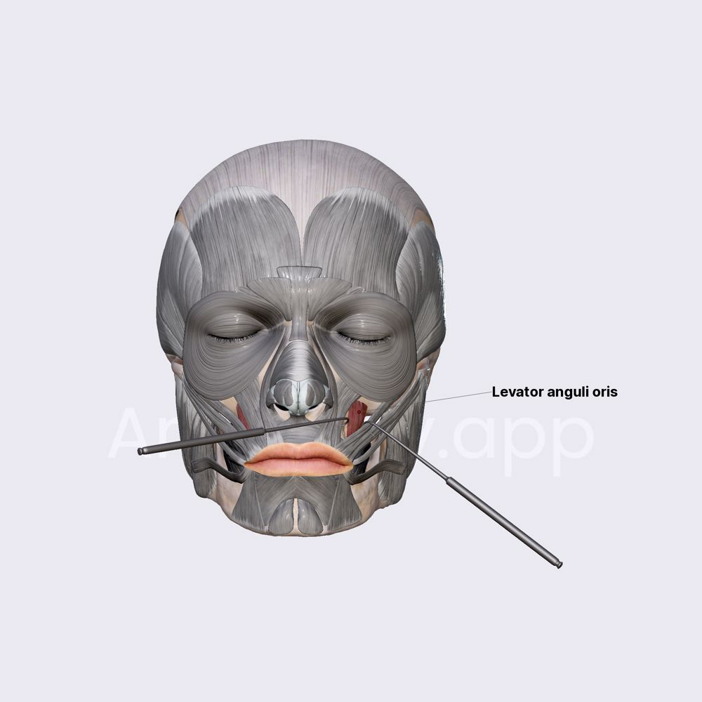 Levator Anguli Oris Cadaver Levator Anguli Oris