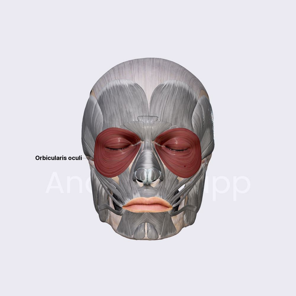 Orbicularis Oculi Anatomy