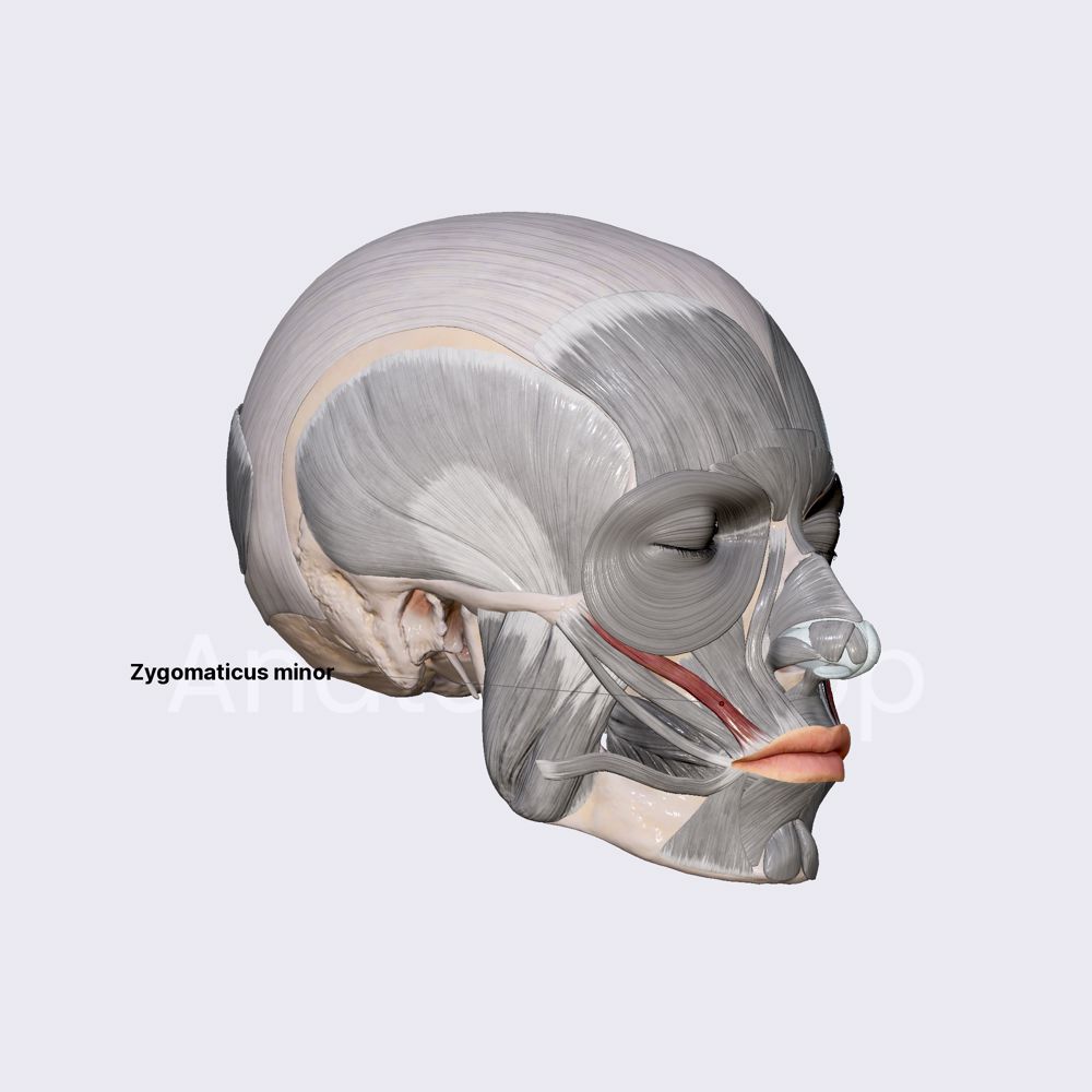 Zygomaticus Major Muscle Zygoma Anatomy, Zygoma Fracture & Zygoma