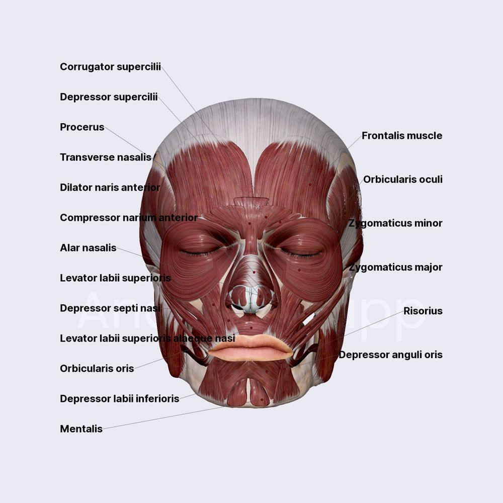Face Muscle Anatomy Zygomaticus Major Muscle Wikipedia