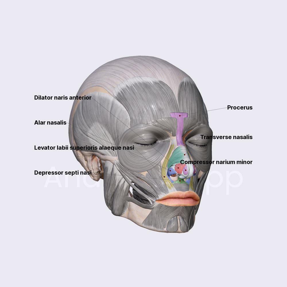 Muscles Of Face Anatomy