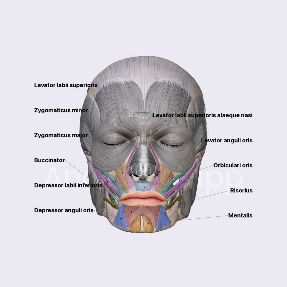 Are There Muscles In The Mouth - Infoupdate.org