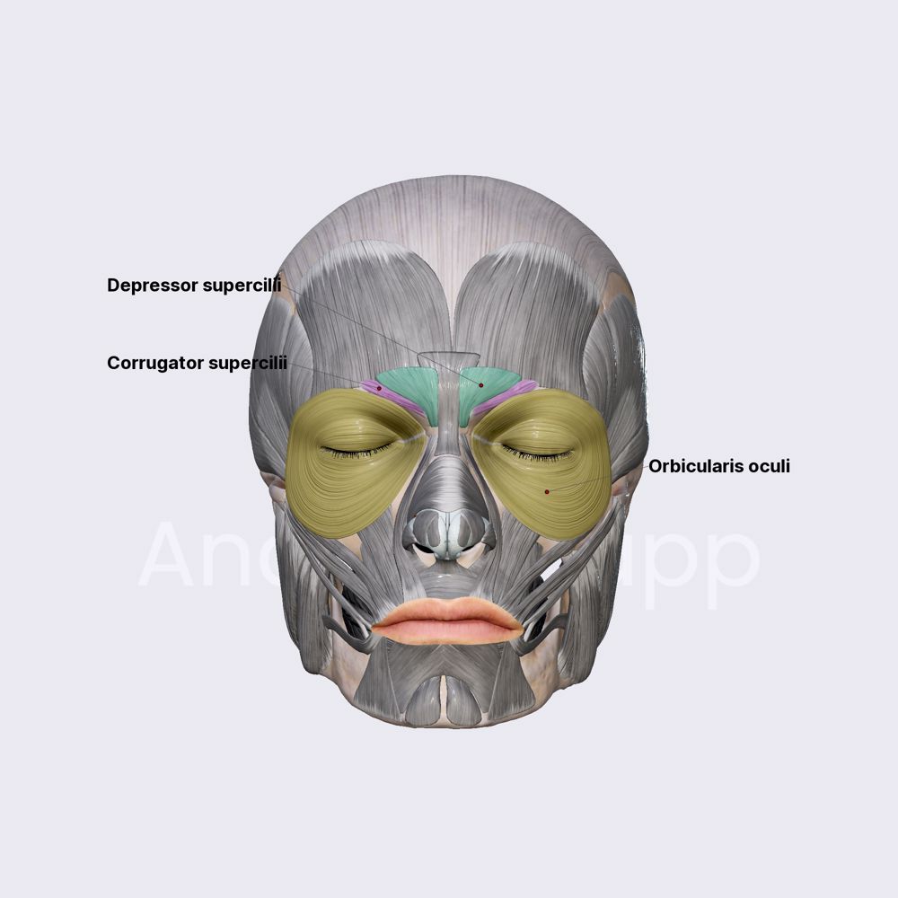 Face Muscle Anatomy Zygomaticus Major Muscle Wikipedia