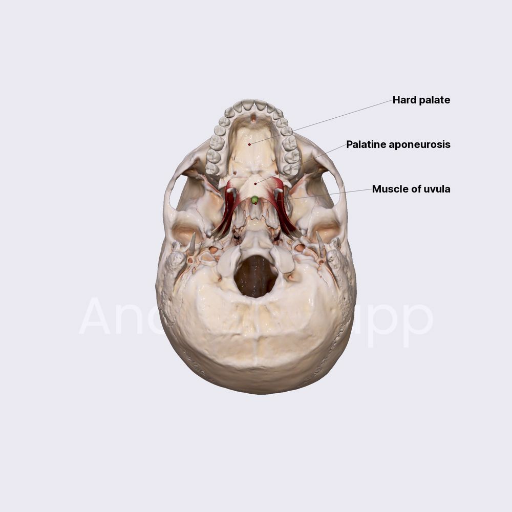 Uvula Anatomy