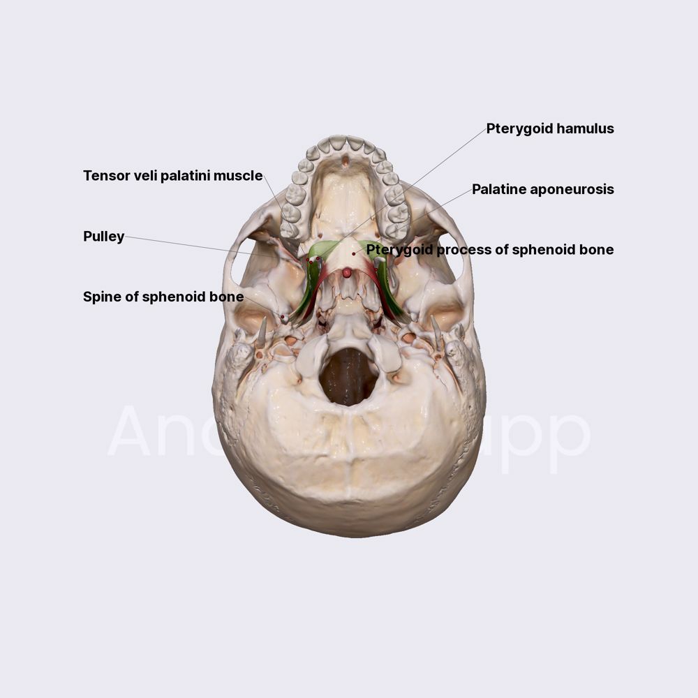 Tensor Veli Palatini